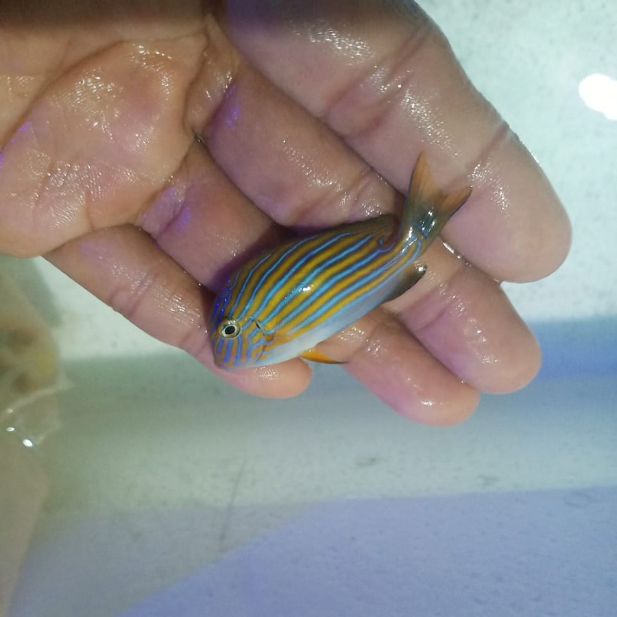 Harga Botana Terbaru September 2022 |BigGo Indonesia