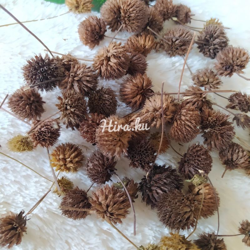 Jual Bunga pom-pom kering isi 20pcs | Shopee Indonesia