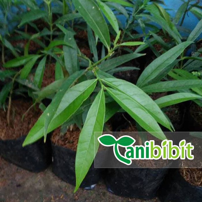 Jual Bibit Tanaman Mahkota Dewa - Pohon Buah Mahkota Dewa (Obat Herbal ...