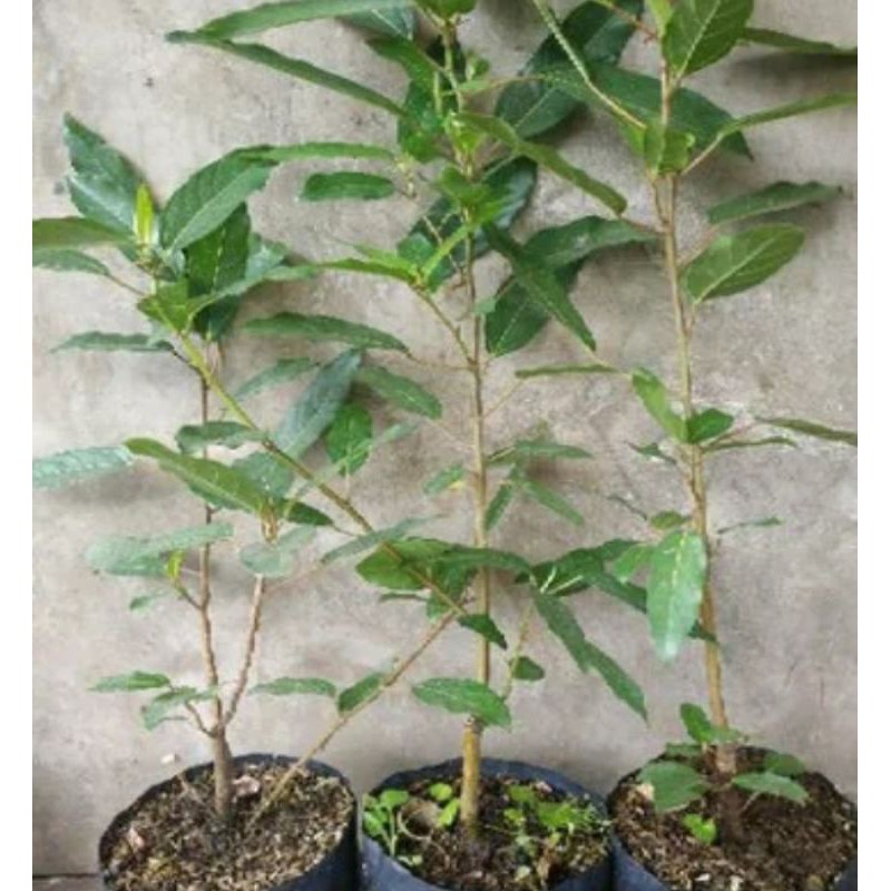 Jual bibit tanaman loa | Shopee Indonesia