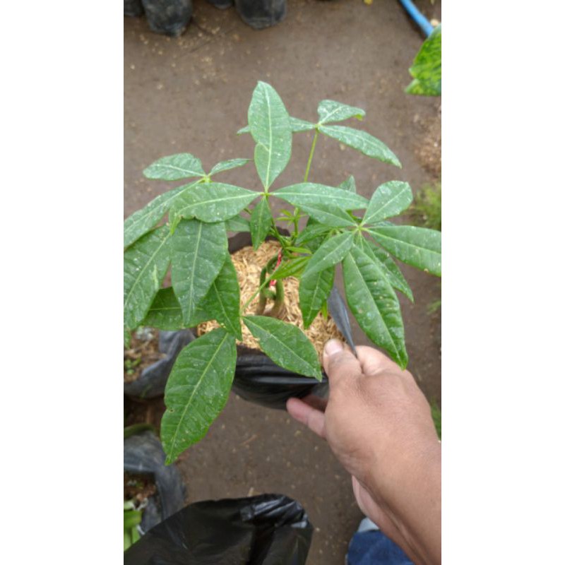 Jual Pacira tanaman hias minim order 2 pohon | Shopee Indonesia