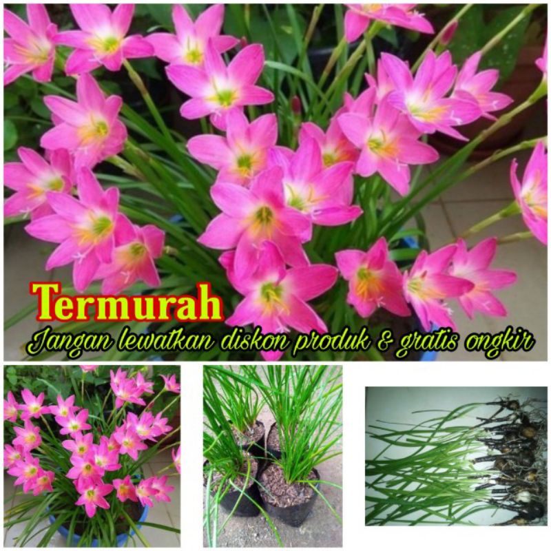 Jual Tanama Hias Rain Lily Bunga Pink-Lily hujan 25 pohon | Shopee ...