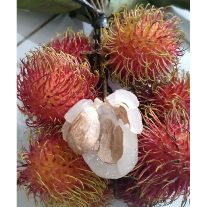 Jual BUAH RAMBUTAN MANIS 1KG RAMBUTAN ACEH SEGAR | Shopee Indonesia