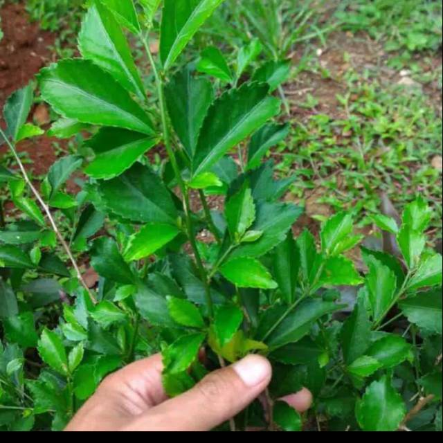 Jual Tanaman Teh Tehan Untuk Pagar | Shopee Indonesia