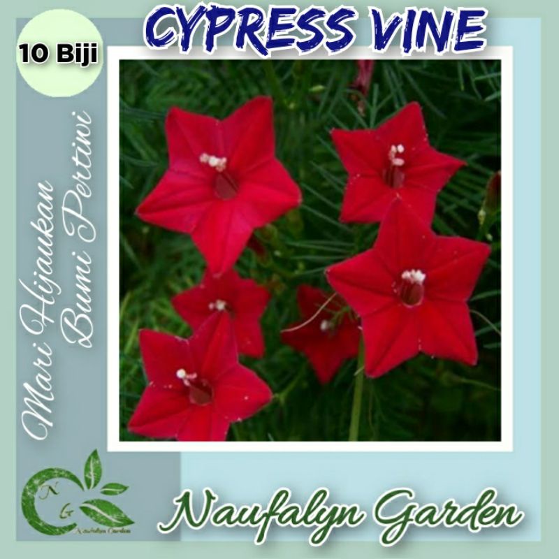 Jual 10 Benih Bunga Bintang Cypress Vine Merah Benih Biji Bibit Bunga ...