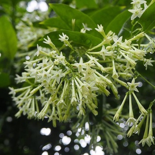 Jual tanaman bunga Arum Dalu wangi klau berbunga wangi semerbak tanaman ...