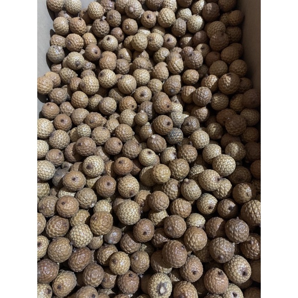 Jual (12 biji) KOLASE BIJI ROTAN BUAH ROTAN BULAT Indonesia|Shopee ...