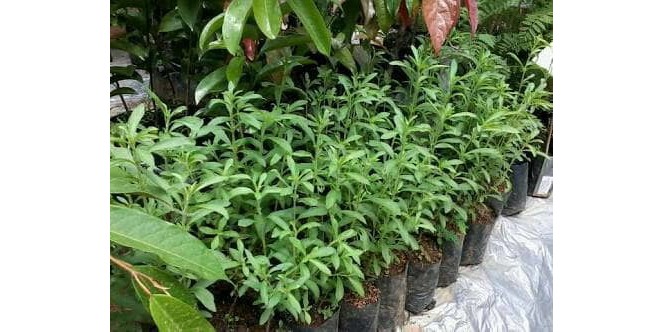 Toko Online pusat bibit tanaman | Shopee Indonesia