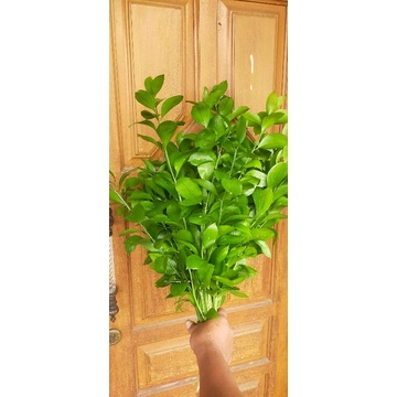 Jual Daun potong ruskus - Ruskus daun potong fresh | Shopee Indonesia