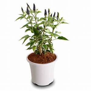 Jual tanaman cabe hitam | Shopee Indonesia