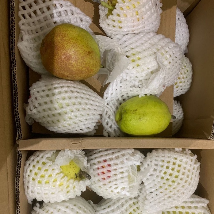 Jual Pear Pir Hijau Xiang Lie, Xiangli, Manis Crunchy Juicy harga per ...