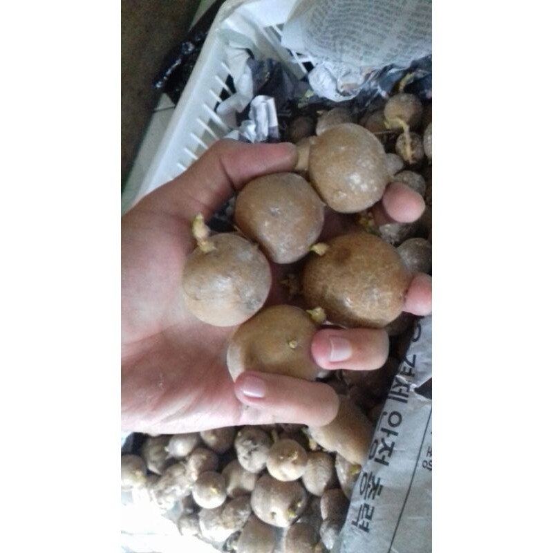 Jual Bibit Kentang/Benih Kentang G 0 Ukuran XL (Granola L) | Shopee ...