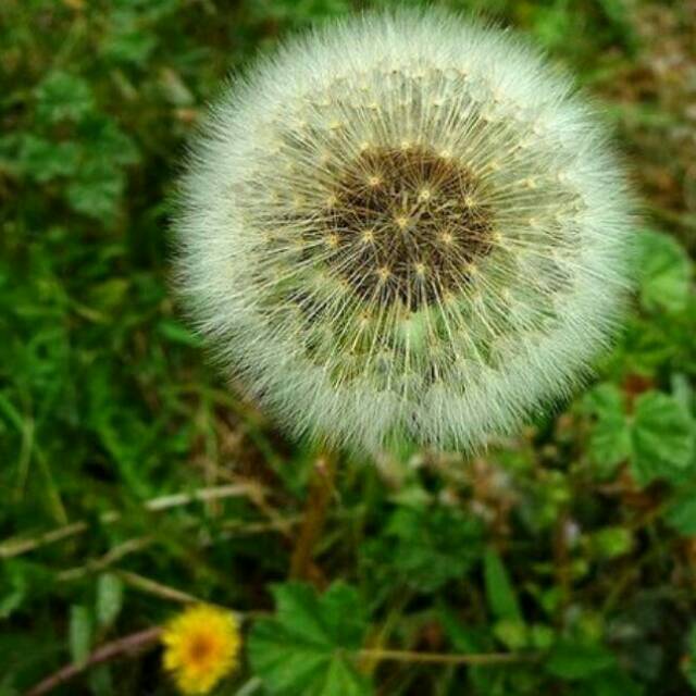 Gambar Bunga Dandelion