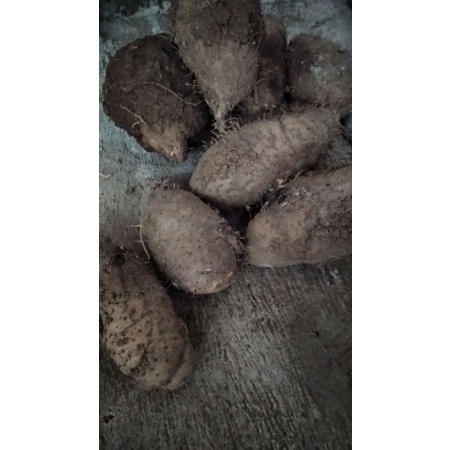 Jual umbi gembolo/mbolo mbili 1kg | Shopee Indonesia
