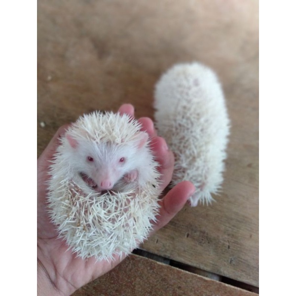 Jual Landak mini anakan albino + bonus | Shopee Indonesia