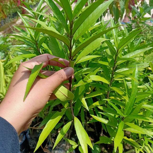 Jual Tanaman herbal gandarusa | Shopee Indonesia