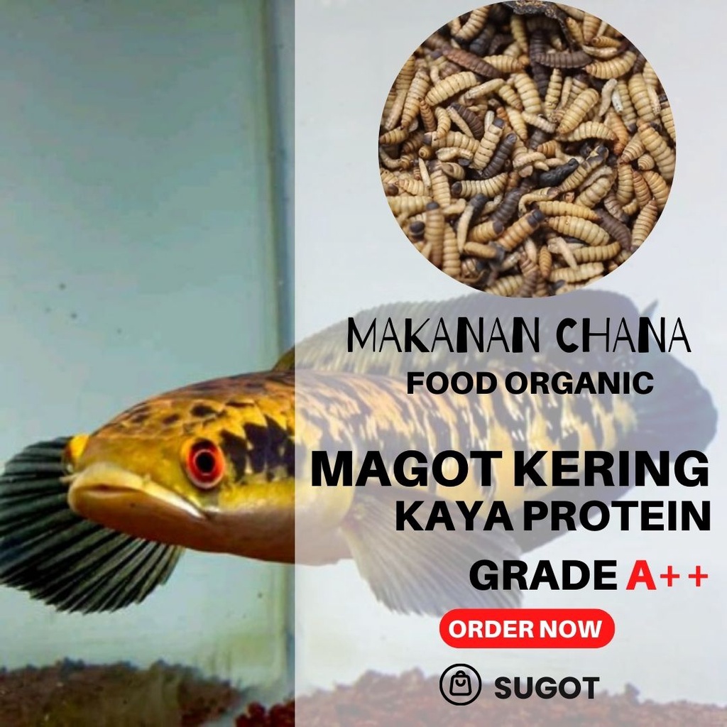 Jual Pakan Ikan Channa Oscar Arwana dan Predator Grade A Plus Super Magot | Shopee Indonesia