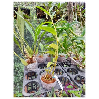 Jual Anggrek Dendrobium Stratiotes Dewasa spesies tanduk kuning putih ...