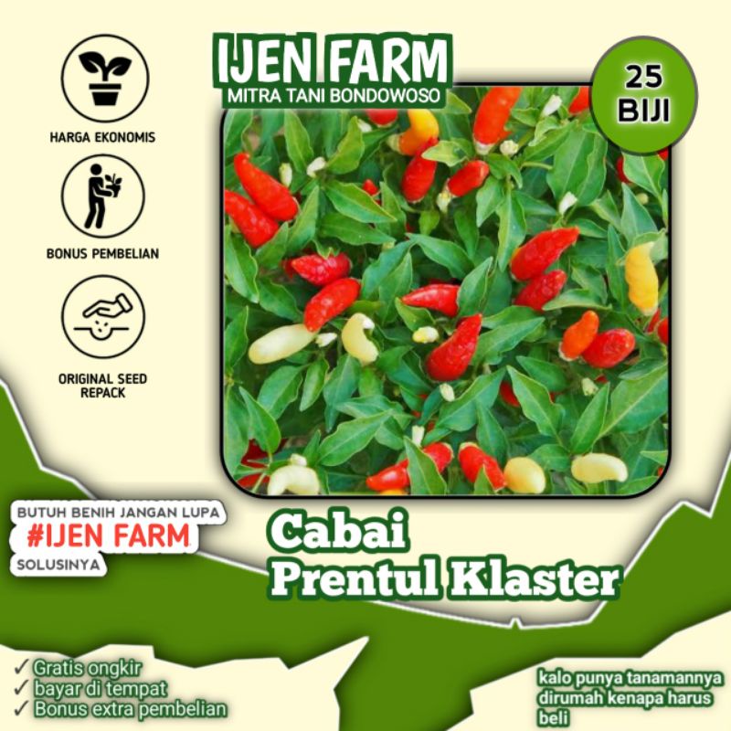 Jual 25 Biji - Benih Cabai Prentul Klaster Buah Keatas Cabe Prentul ...
