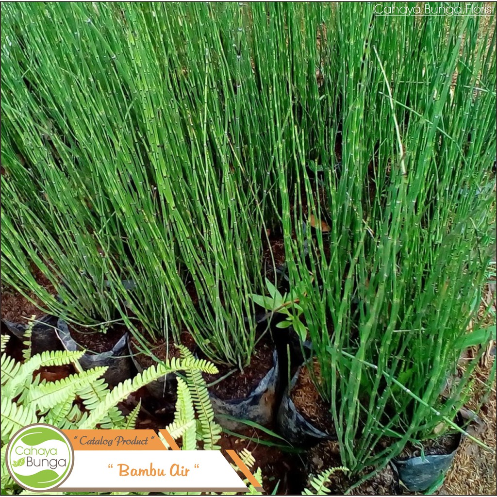 Jual Tanaman Hias Bambu Air - Tanaman Bambu Air | Shopee Indonesia