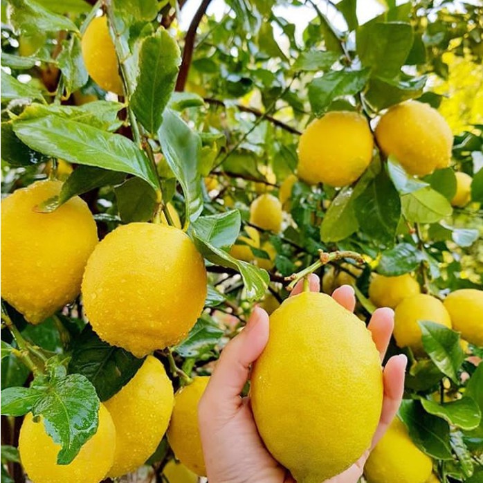 Benih LEMON Import Biji Buah Jeruk | Shopee Indonesia