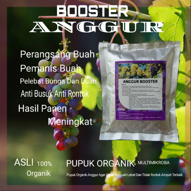Jual pupuk anggur cepat berbuah lebat booster anggur supaya rajin berbunga dan berbuah pupuk ...