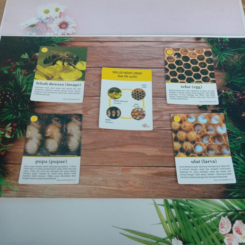 Jual Kartu Siklus Hidup life cycle card Hewan lebah Indonesia|Shopee ...