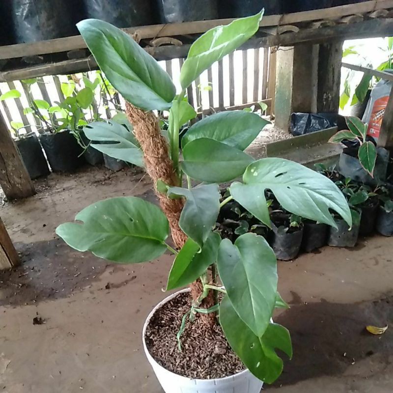 Jual tanaman hias Monstera ekor naga sudah merambat | Shopee Indonesia