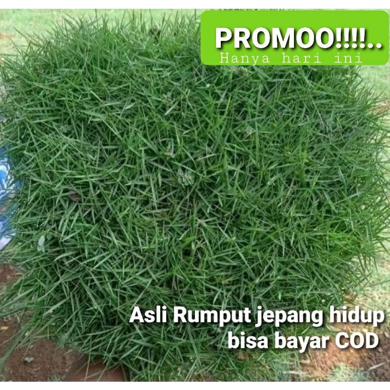Jual PROMO HARGA RUMPUT JEPANG HIDUP RUMPUT HALAMAN RUMPUT TANAM 15x15 ...