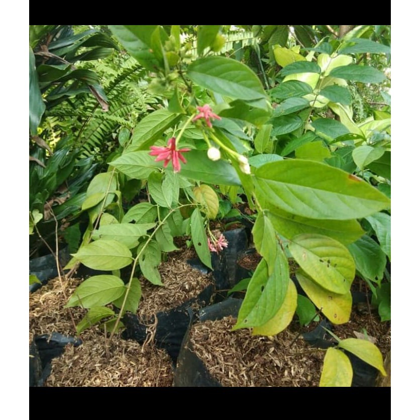 Jual Tanaman Melati Belanda Tanaman Merambat Tanaman Bunga Melati ...