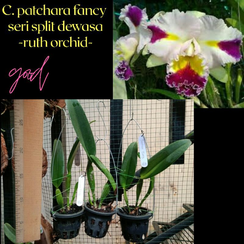 Jual cattleya patchara fancy seri split dewasaa | Shopee Indonesia