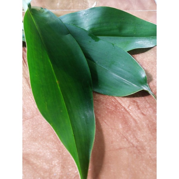 Jual Daun pacing segar per 500 gr | Shopee Indonesia