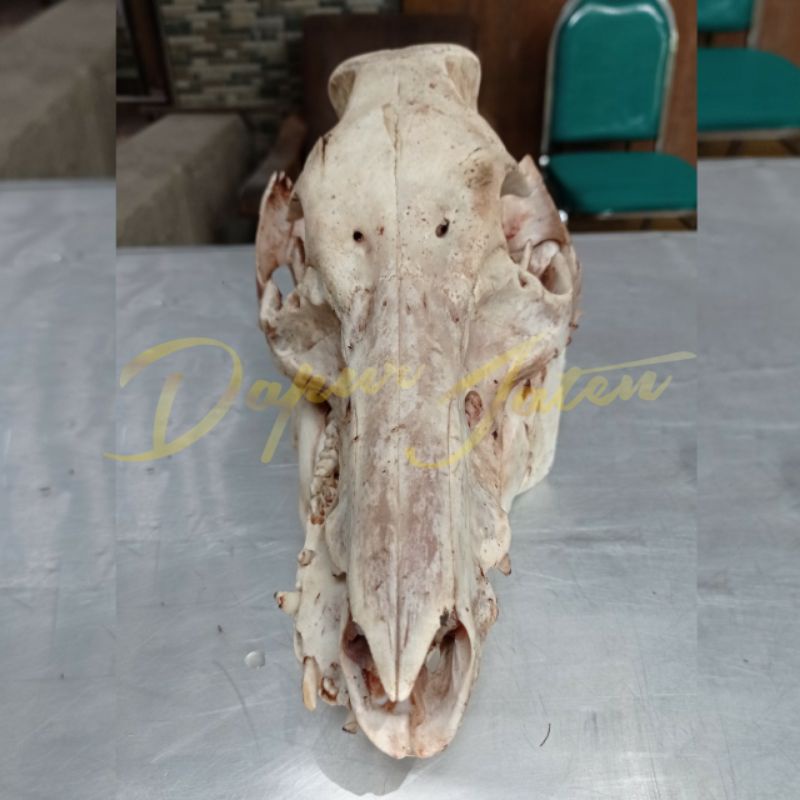 Jual Tulang Kepala Babi utuh kering | Shopee Indonesia