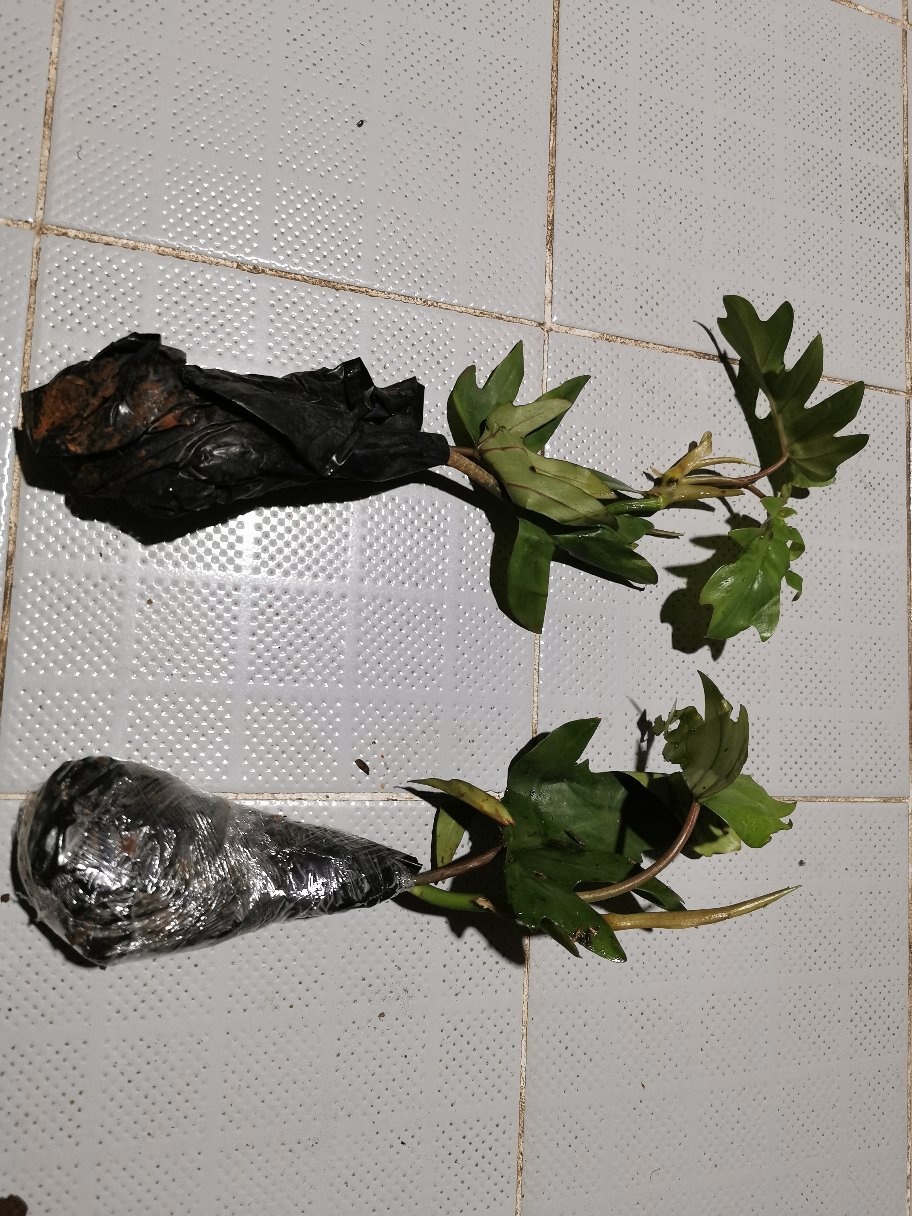 Tanaman Philo Mayoi Tanaman Philodendron Mayoi Tanaman Philo Xanadu ...