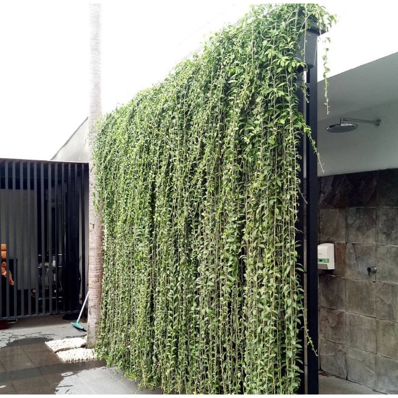 Jual Tanaman Juntai Lee Kwan Yew Tanaman Li kuan yu | Shopee Indonesia