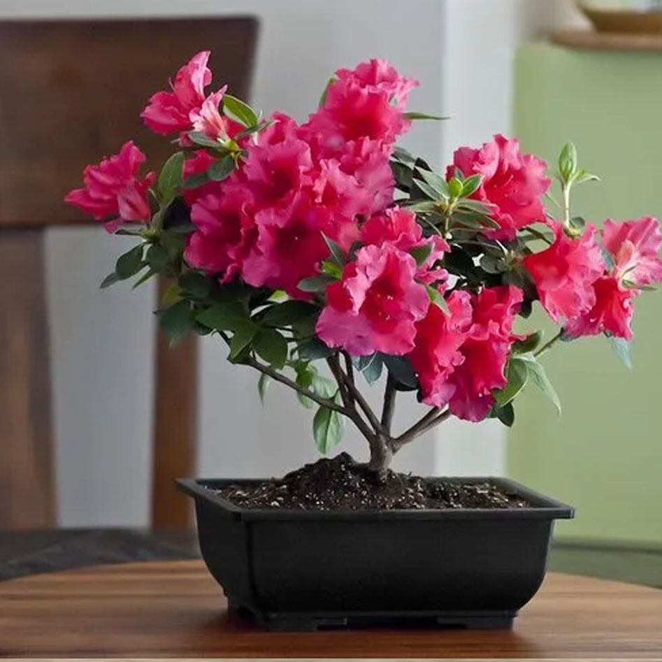 Jual Tanaman hias azalea bunga pink tumpuk | Jenis tanaman hias ...