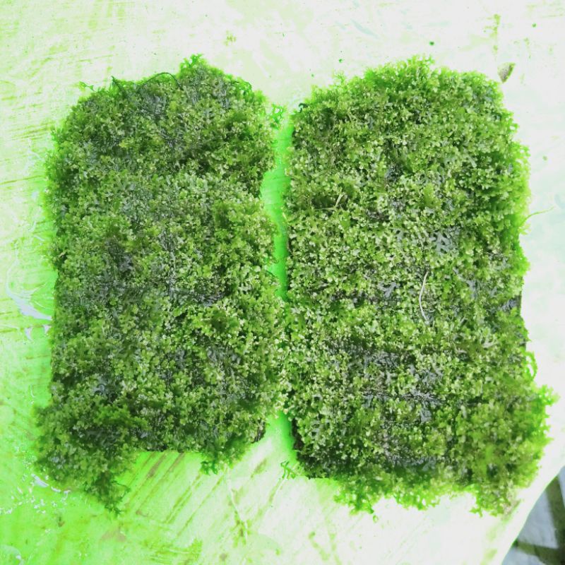Jual mos ricardia mini lempeng tanaman aquascape Indonesia|Shopee Indonesia