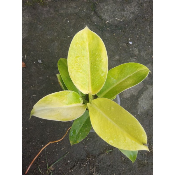 Jual philodendron lemon lime / Philo lemon | Shopee Indonesia