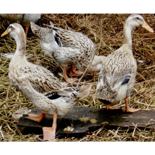 Jual TELUR BEBEK HIAS ALABIO FERTIL ASLI UNTUK TERNAK | Shopee Indonesia