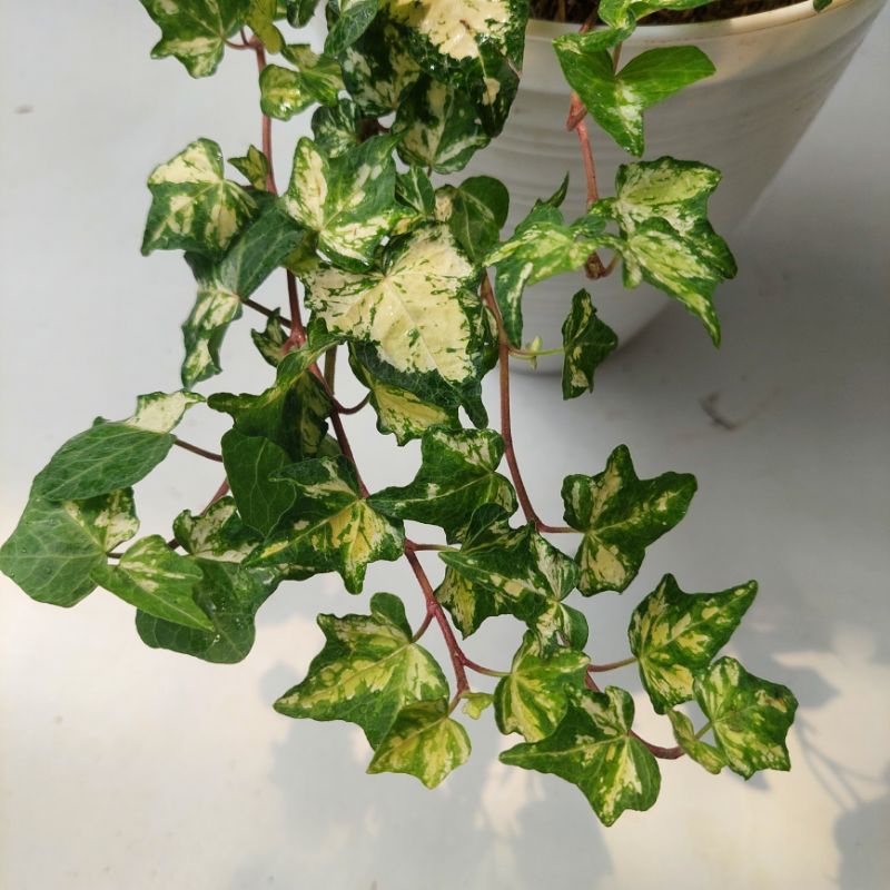 Jual tanaman hias rambat ivy english variegata kuning/ hedera helix ...