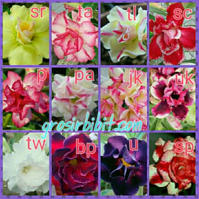 Beginilah Gambar Bunga Kamboja Dan Keterangan yang Mantul! - Informasi ...