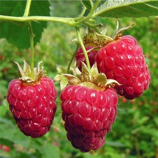 10 Benih Raspberry Merah Europan Red Bibit Buah Buahan Rubus Strigosus ...