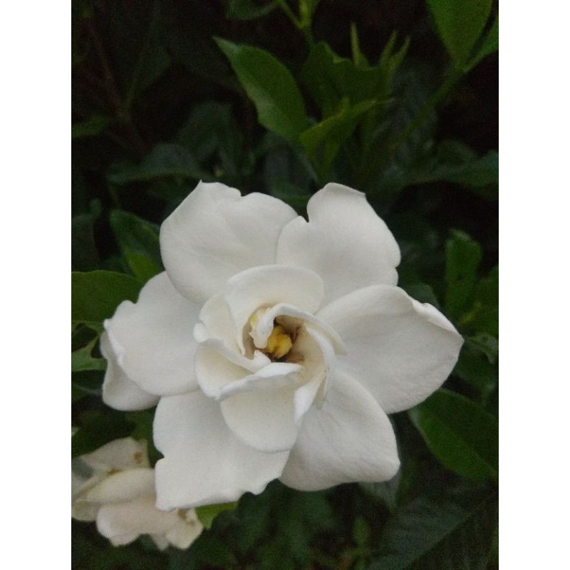 Jual Melati Bali | Shopee Indonesia