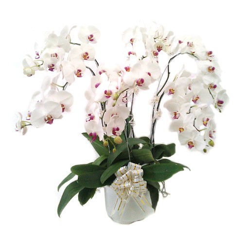 Jual Karangan Bunga Anggrek Vas tipe 14 | Shopee Indonesia