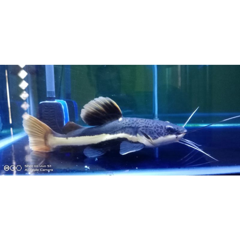 Jual ikan rtc | Shopee Indonesia Jual ikan rtc | Shopee Indonesia