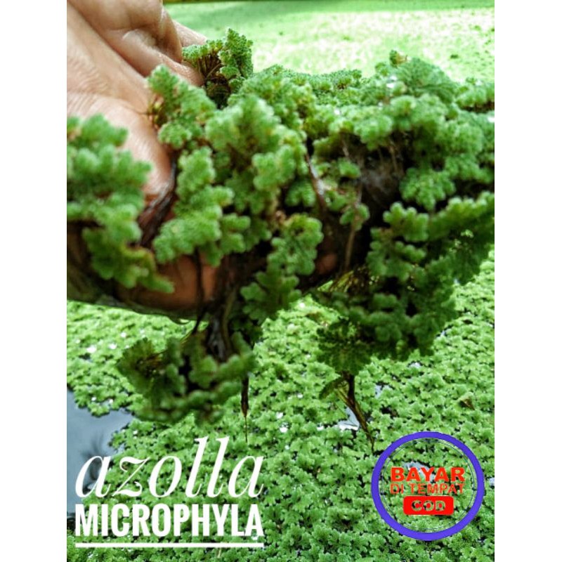 Jual Bibit Azolla Pinata Benih azolla Microphylla pakan ikan 500 gram ...