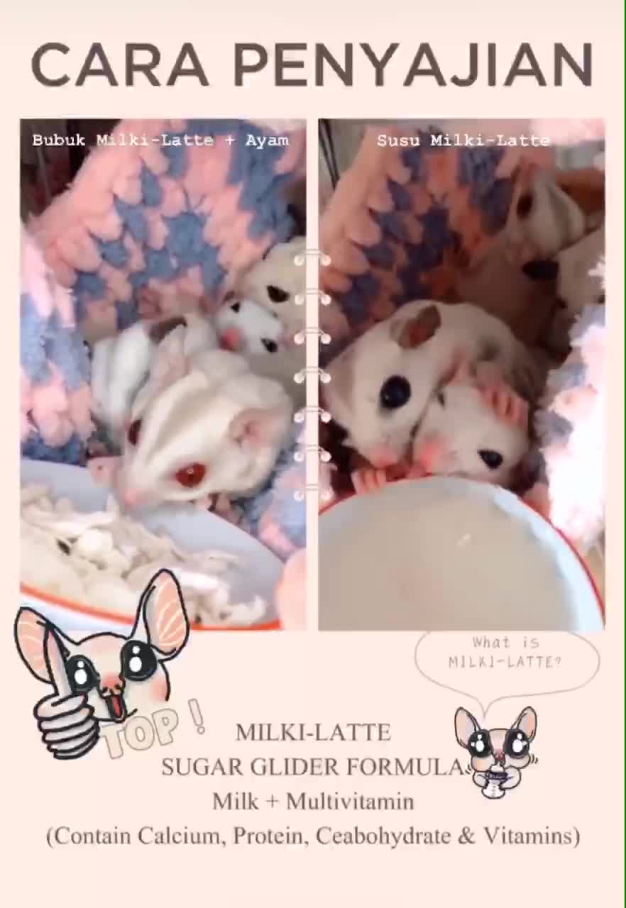 Jual MILKI-LATTE SUSU + MULTIVITAMIN SUGAR GLIDER, Susu Sugar Glider ...