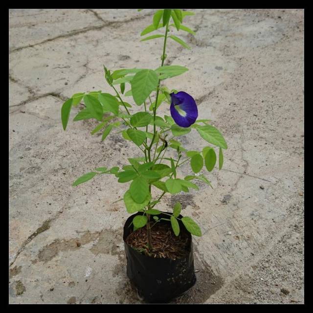 Jual Bibit bunga Telang, ( blue pea) tanaman hidup murah | Shopee Indonesia