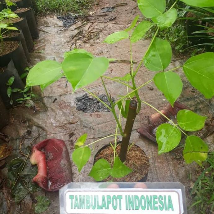 Jual Bibit Tanaman Herbal Dadap Serap Dadap Serep Daun Dadap Tambulam34 ...