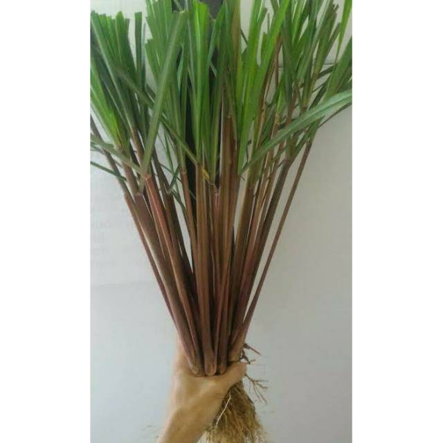 Jual Jual Bibit Serai-Sereh Wangi Serai Merah 1 polybag isi 3 batang ...